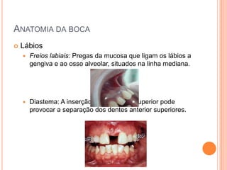Anatomia Bucal | PPTX