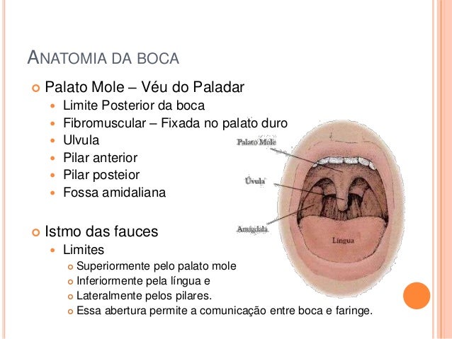 Anatomia Bucal