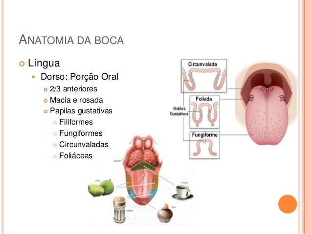 Anatomia Bucal