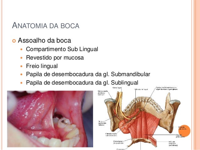 Anatomia Bucal