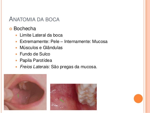 Anatomia Bucal