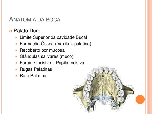 Anatomia Bucal