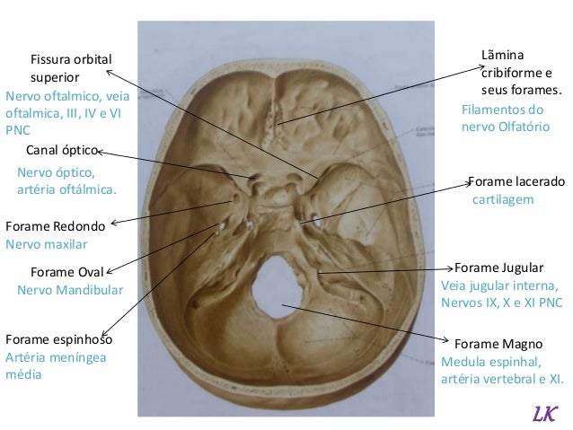 Anatomia bucomaxilofacial- Introdução e nervos Cranianos