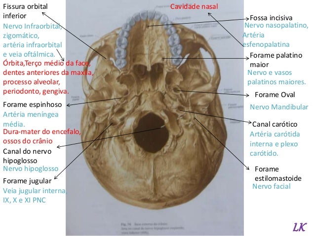 Anatomia bucomaxilofacial- Introdução e nervos Cranianos