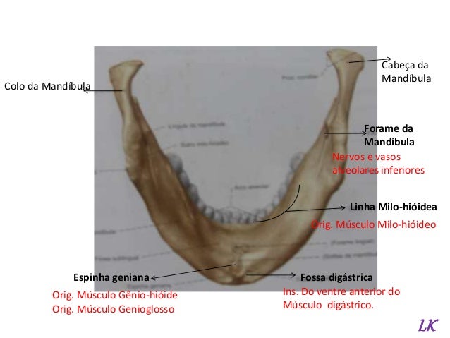 Anatomia bucomaxilofacial- Introdução e nervos Cranianos