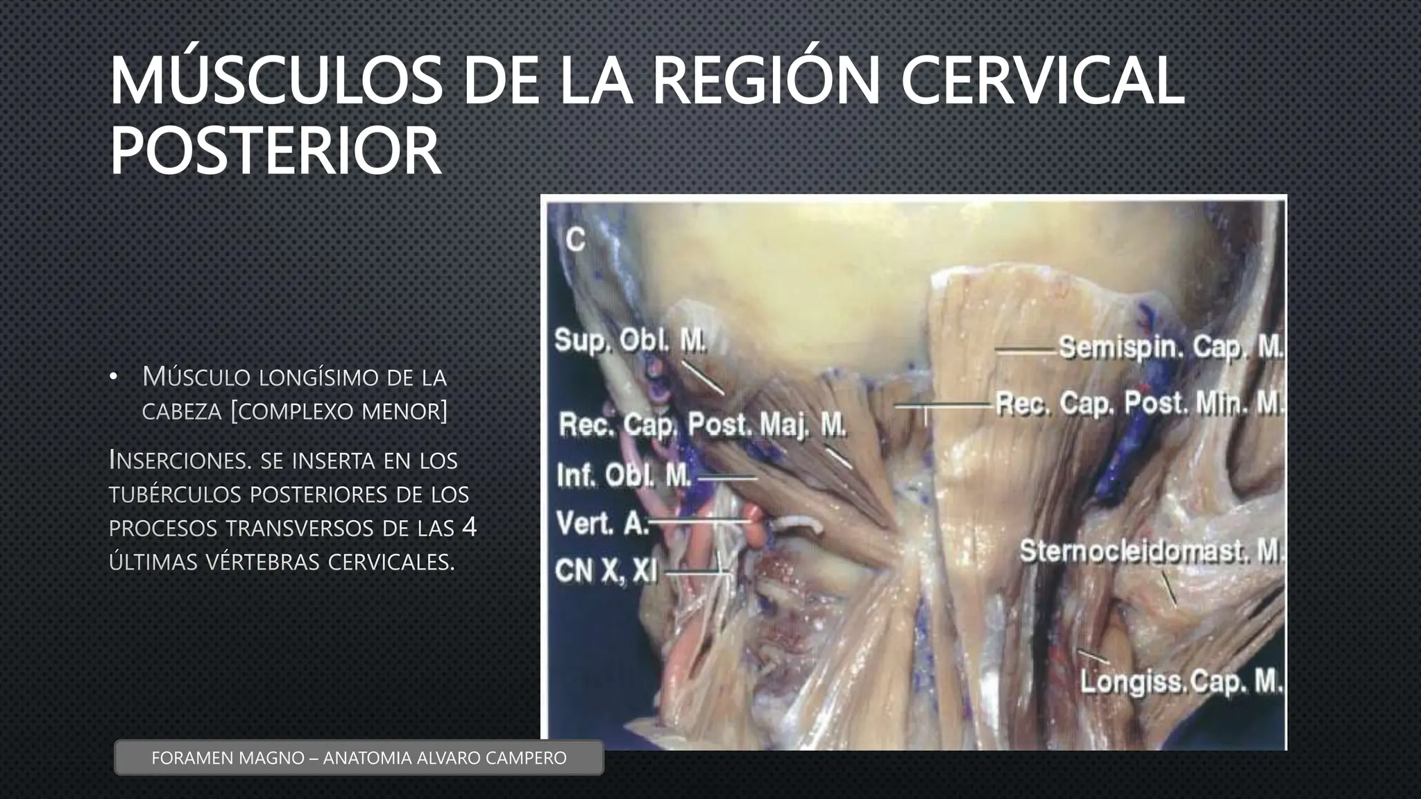 ANATOMIA C1 - C2 - LIGAMENTOS NUEROANATOMIA | PPTX