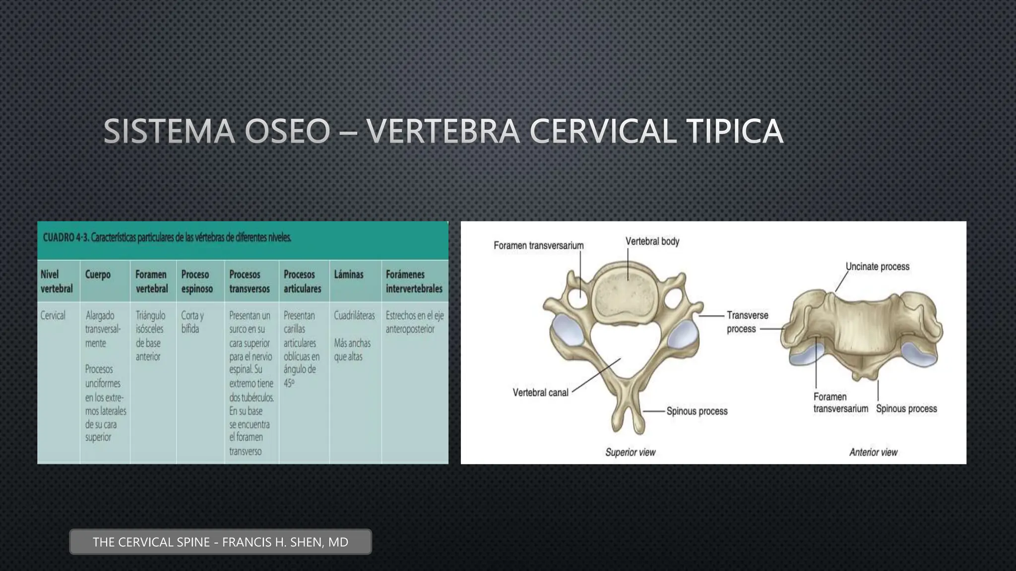 ANATOMIA C1 - C2 - LIGAMENTOS NUEROANATOMIA | PPTX