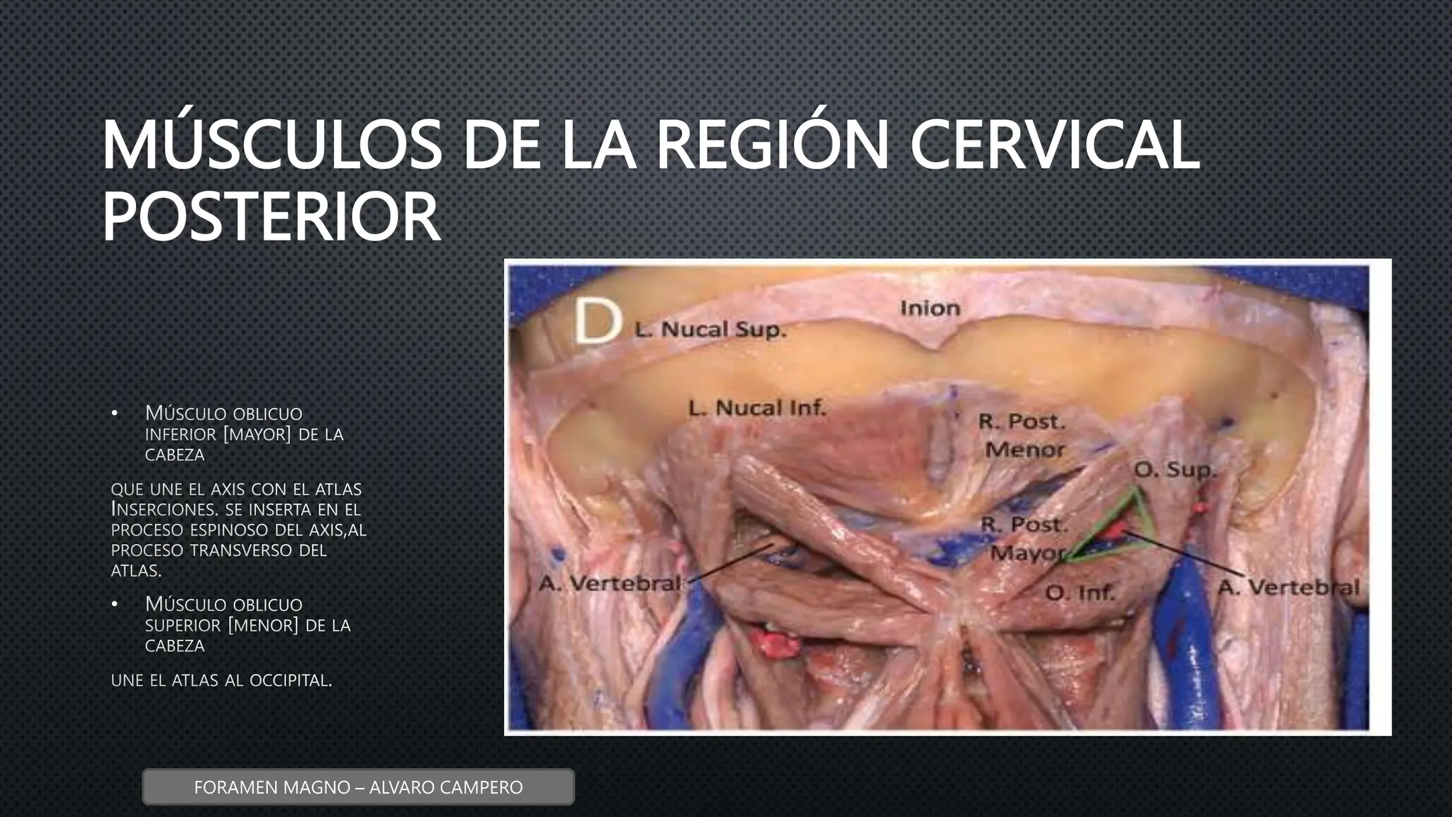 ANATOMIA C1 - C2 - LIGAMENTOS NUEROANATOMIA | PPTX