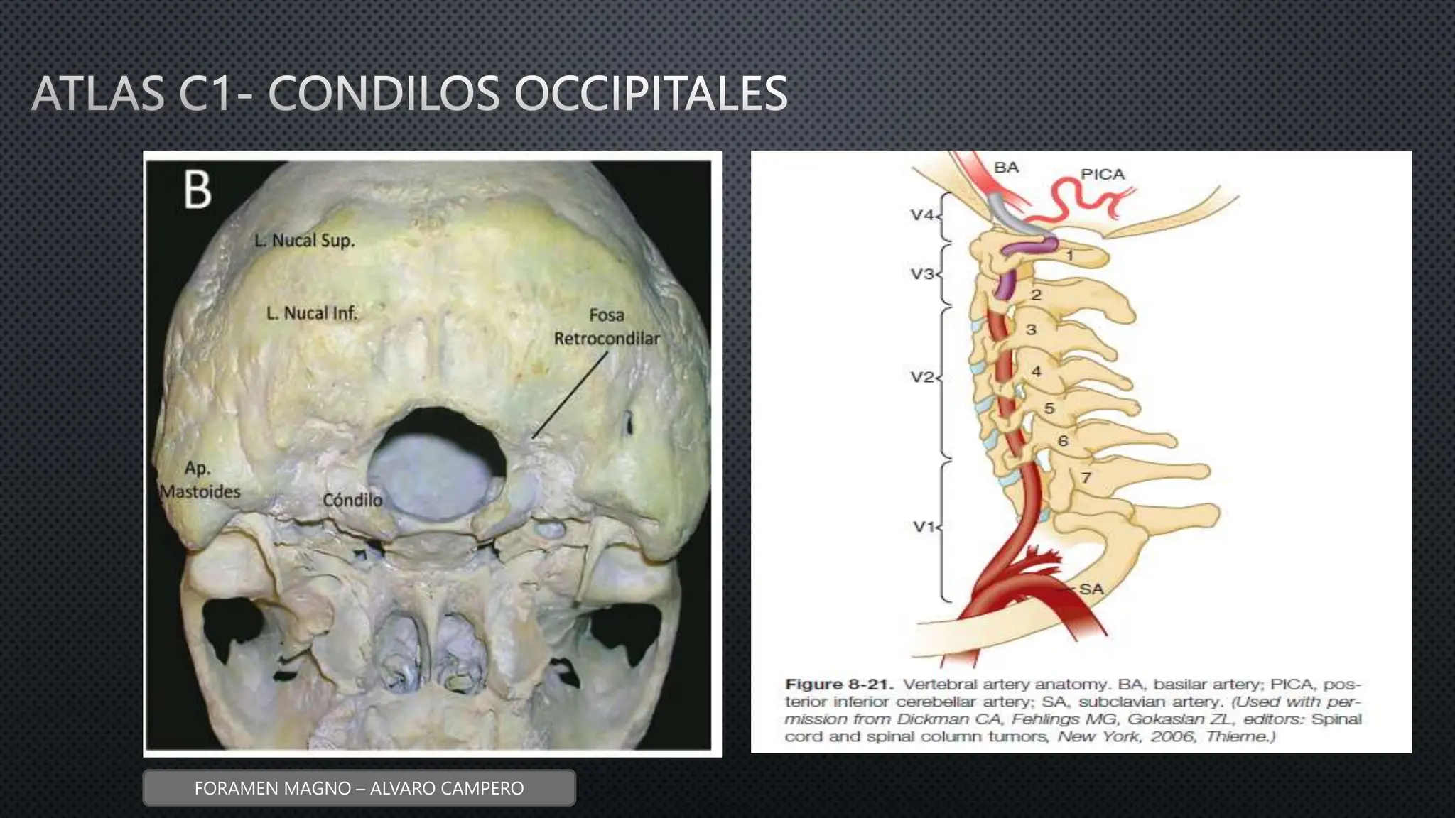 ANATOMIA C1 - C2 - LIGAMENTOS NUEROANATOMIA | PPTX