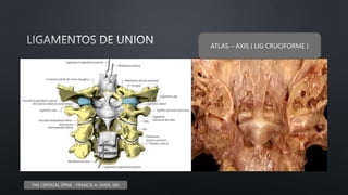 ANATOMIA C1 - C2 - LIGAMENTOS NUEROANATOMIA | PPTX | Physical Therapy ...