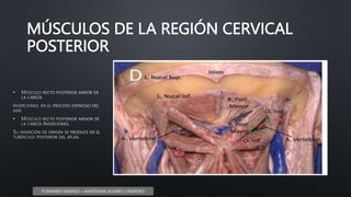 ANATOMIA C1 - C2 - LIGAMENTOS NUEROANATOMIA | PPTX | Physical Therapy ...