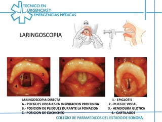 Anatomia cabeza | PPT