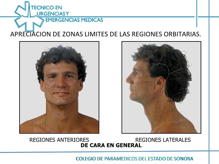 Regiones anatomicas cara - Imagui