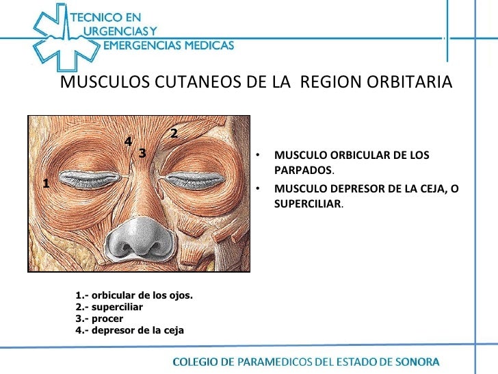 Anatomia cabeza