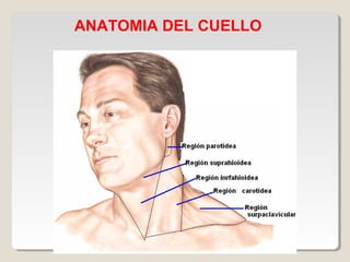 Anatomia cabeza y cuello | PPT