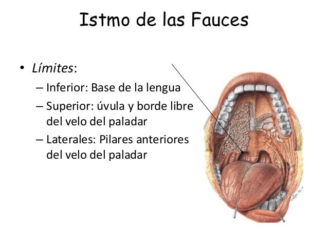 Anatomia cabeza y cuello (Cavidades)