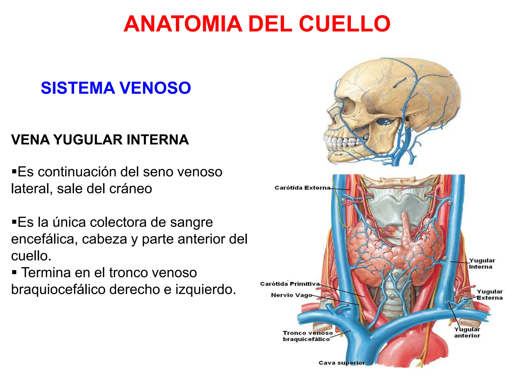 anatomia cabeza y cuello generalidades anatomicas.ppt