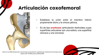 ANATOMIA CADERa.pdf cadera cadera cadera cader | PDF
