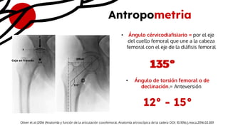 ANATOMIA CADERa.pdf cadera cadera cadera cader | PDF