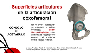 ANATOMIA CADERa.pdf cadera cadera cadera cader | PDF