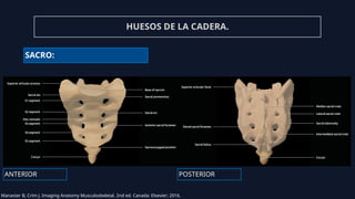 Presentación de Anatomía de cadera.pptx