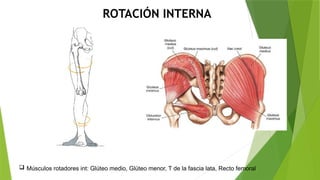 anatomia cadera, DESCRIPCION, IMAGENES, RECURSOS | PPTX