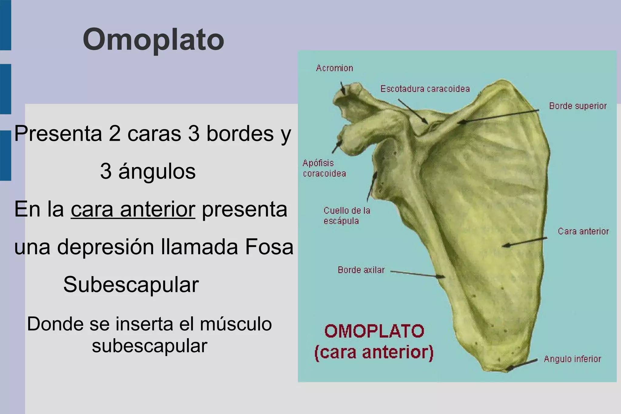 Anatomia Omoplato y Clavicula | PDF