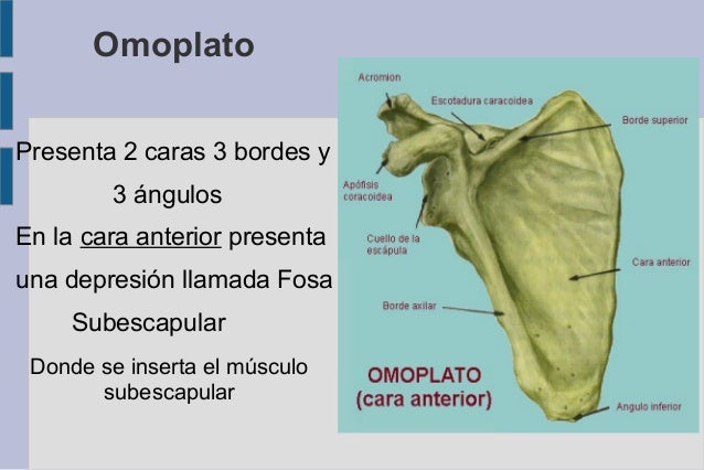 Anatomia Omoplato y Clavicula