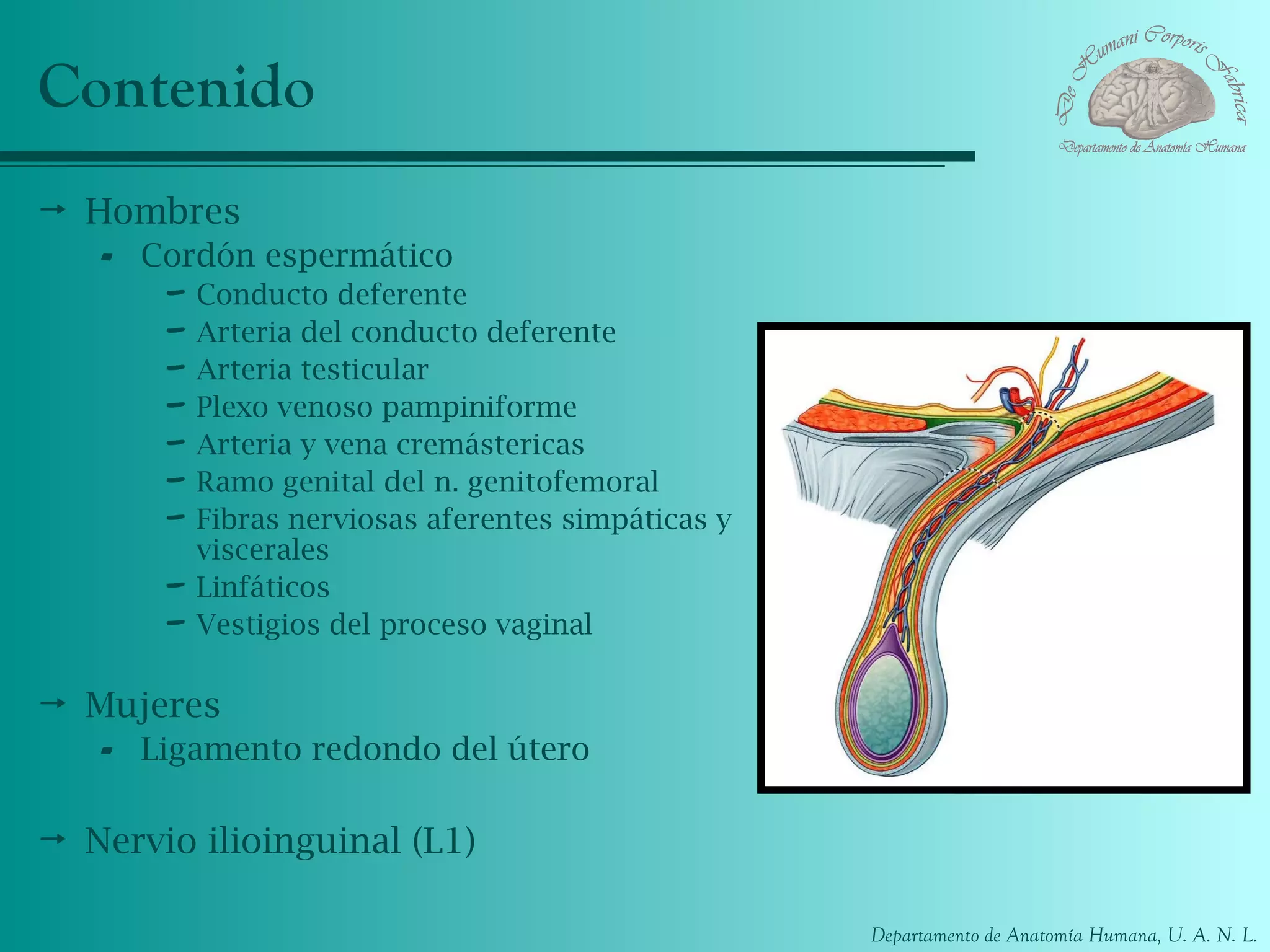 Anatomia canal inguinal | PPT