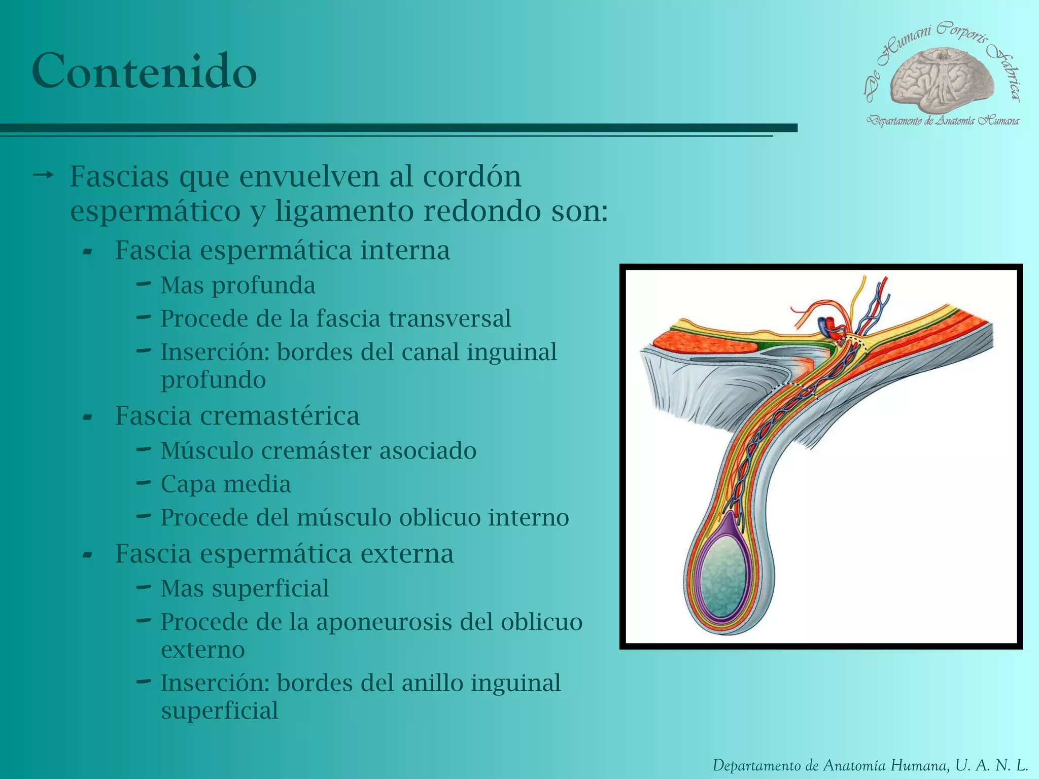 Anatomia canal inguinal