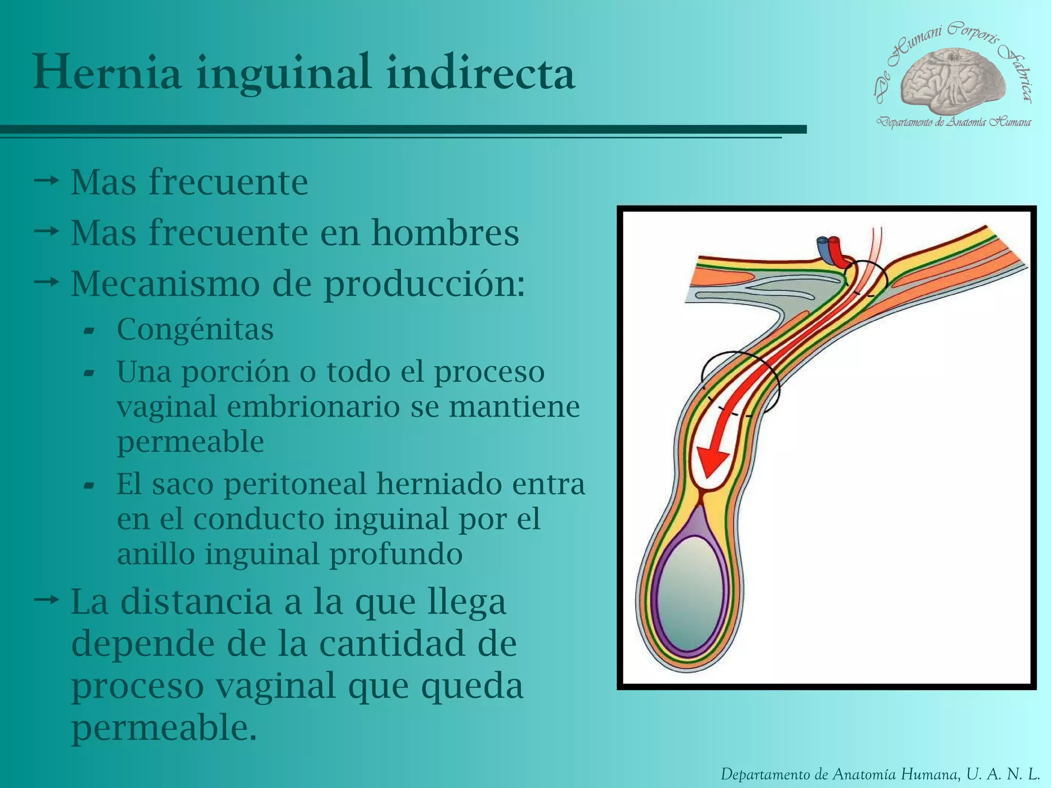 Anatomia canal inguinal