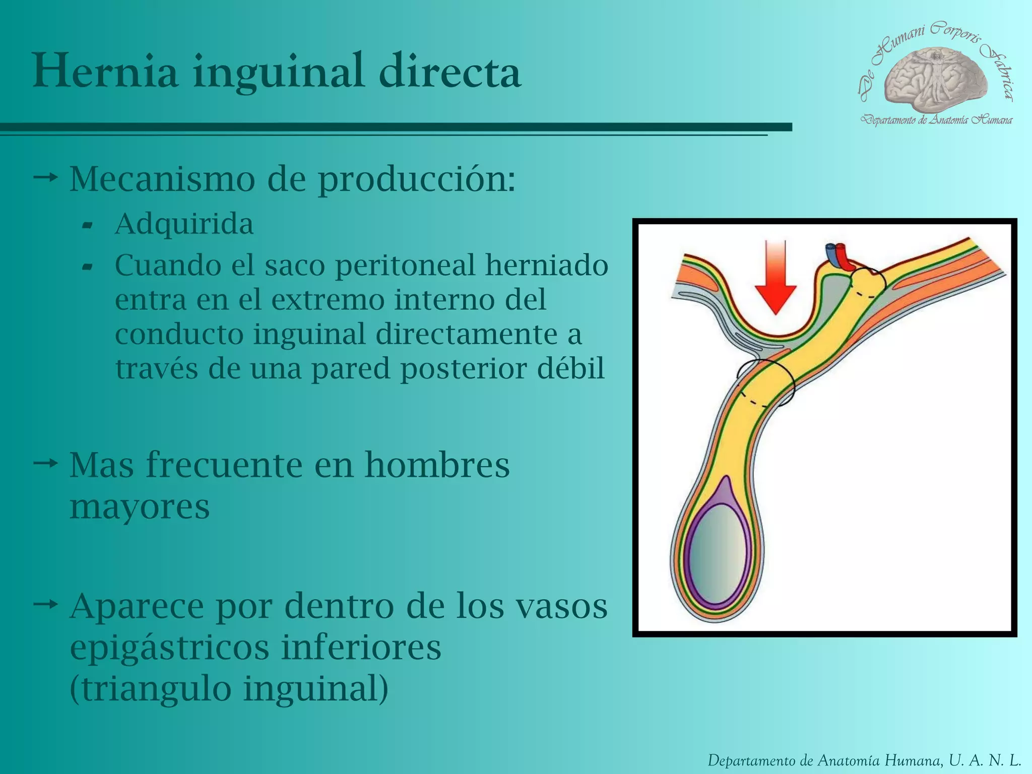 Anatomia canal inguinal