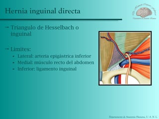 Anatomia canal inguinal | PPT