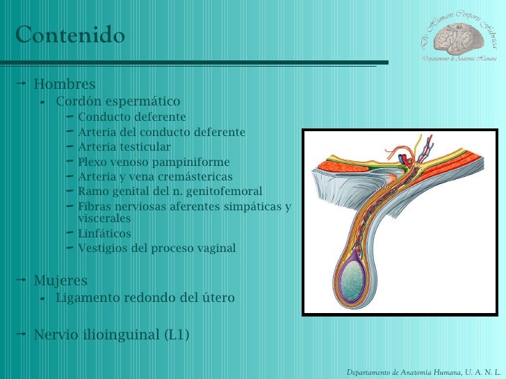 Anatomia canal inguinal