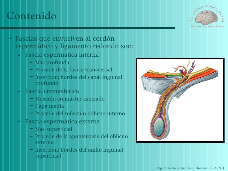 Anatomia Da Superficie Do Ligamento Inguinal