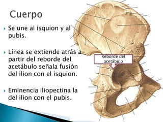 Anatomia cap18 | PPTX