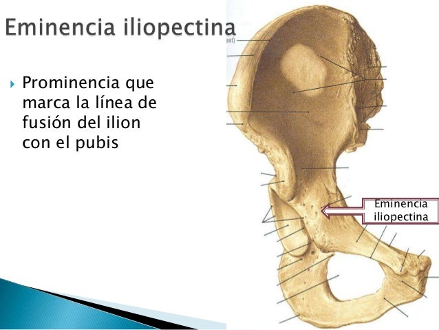 Anatomia cap18