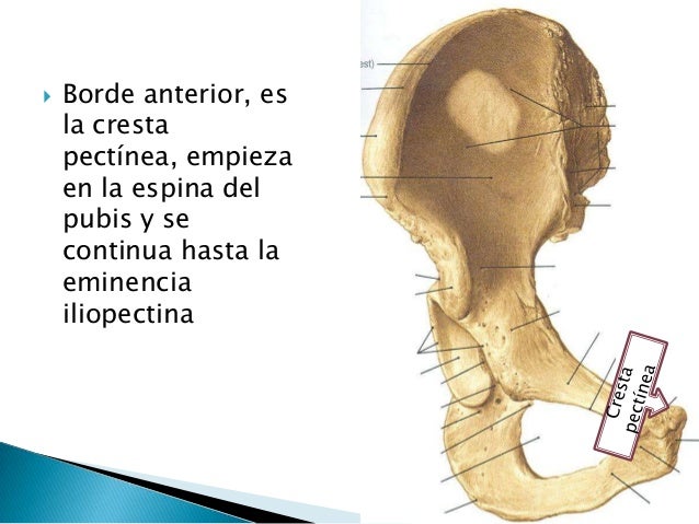 Anatomia cap18