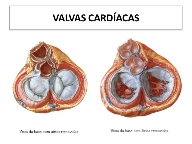 Anatomia cardíaca