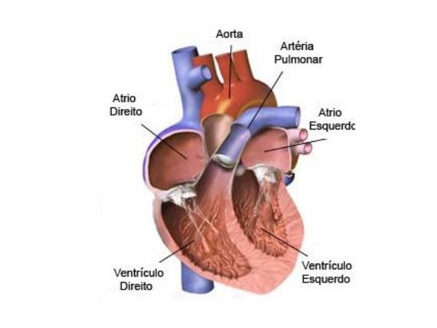 Anatomia cardíaca