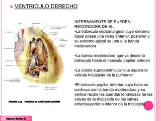 ANATOMIA CARDIACA GENERAL | PPTX