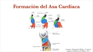 Anatomía cardiaca | PDF