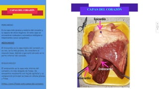 Disección anatómica del corazón | PDF