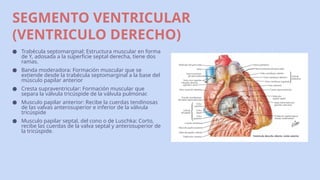 ANATOMIA CARDIACA ESTUDIANTES DE MEDICINA | PPTX