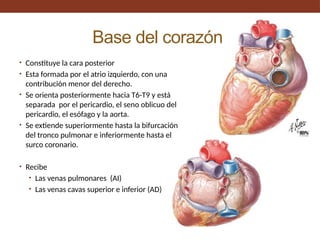MORFOLOGIA CARDICA DETALLADA EXPLICADA¡¡ | PPTX