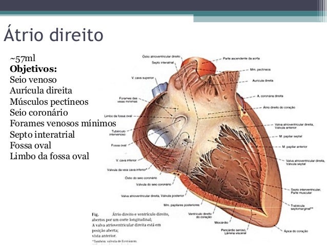 Anatomia cardíaca
