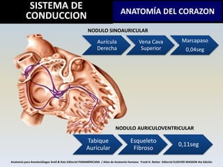 anatomia cardiaca ESTE 2021.pptx