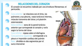 ANATOMIA CARDIACA PPT.pptx corazón anatómicamente | PPTX