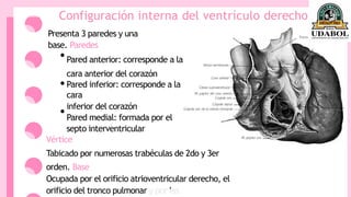 ANATOMIA CARDIACA PPT.pptx corazón anatómicamente | PPTX