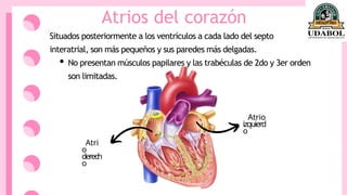 ANATOMIA CARDIACA PPT.pptx corazón anatómicamente | PPTX